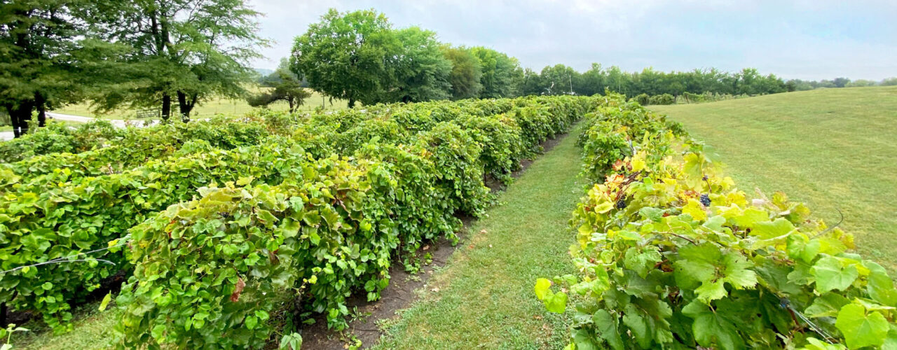 Somerset Ridge Vineyard & Winery | Kansas Winery